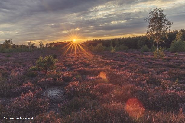 Legnica FM - Wrzosowiska przemkowskie to jedne z najpiękniejszych w ...