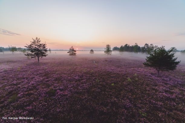 Legnica FM - Wrzosowiska przemkowskie to jedne z najpiękniejszych w ...