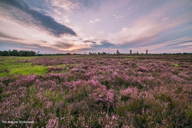 Legnica FM - Wrzosowiska przemkowskie to jedne z najpiękniejszych w ...